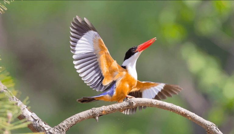 How Embedded Vision can Enable Remote Animal and Bird-watching - Edge ...